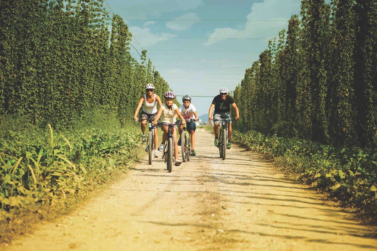 Cycling through hop fields - Slovenia green
