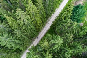 Kočevsko: the mysterious forest of Slovenia